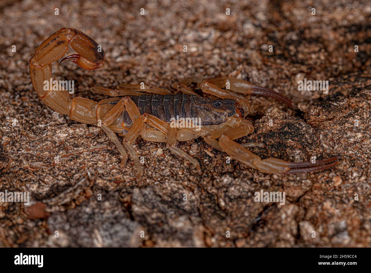 Adult Female Brazilian Yellow Scorpion of the species Tityus serrulatus ...