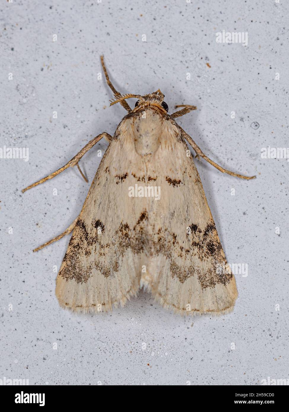 Adult Moth Insect of the order lepidoptera Stock Photo - Alamy