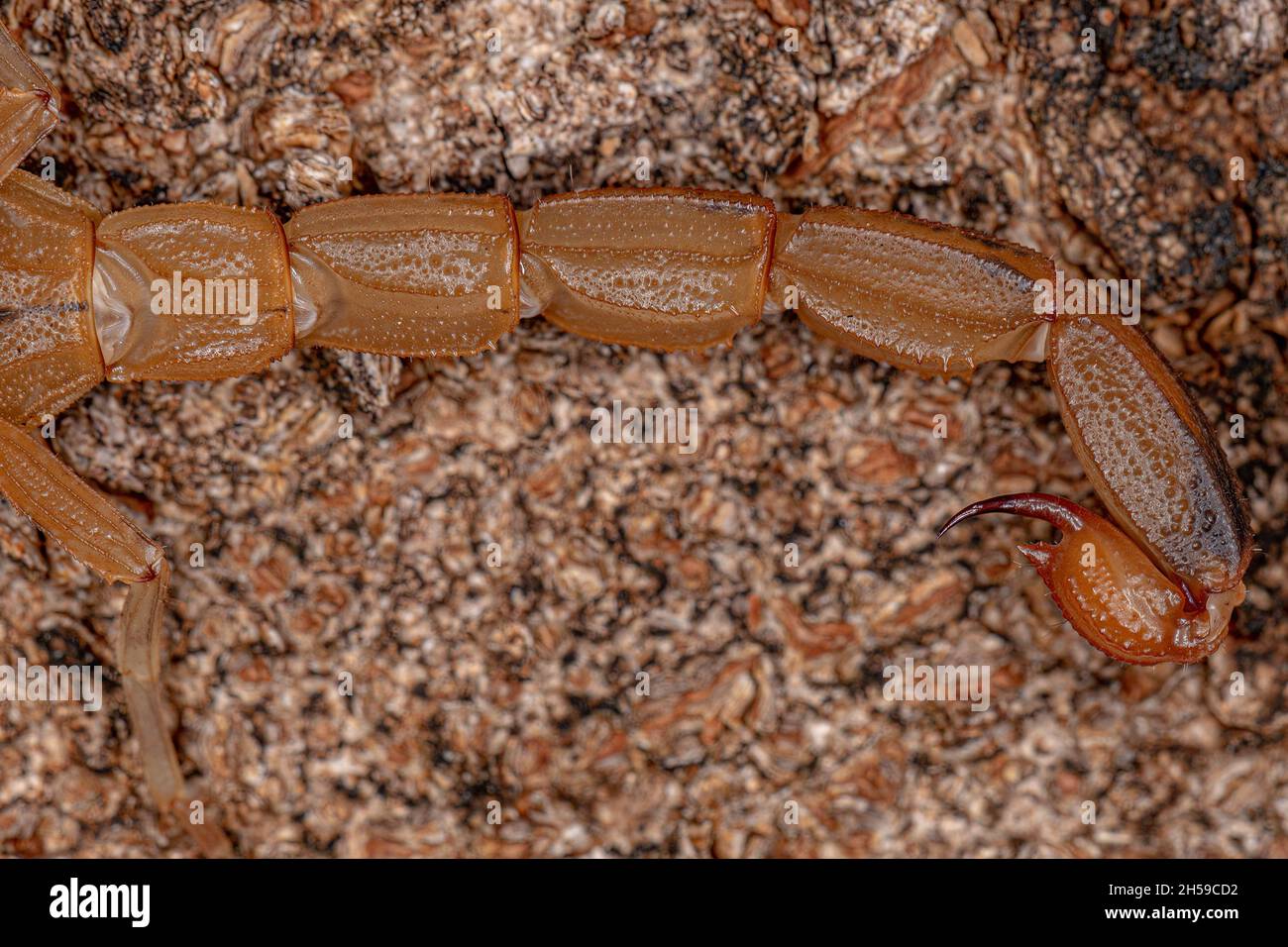 Adult Female Brazilian Yellow Scorpion of the species Tityus serrulatus ...