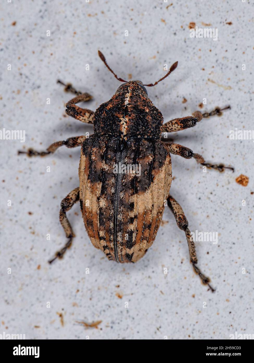 Adult True Weevil of the Family Curculionidae Stock Photo - Alamy