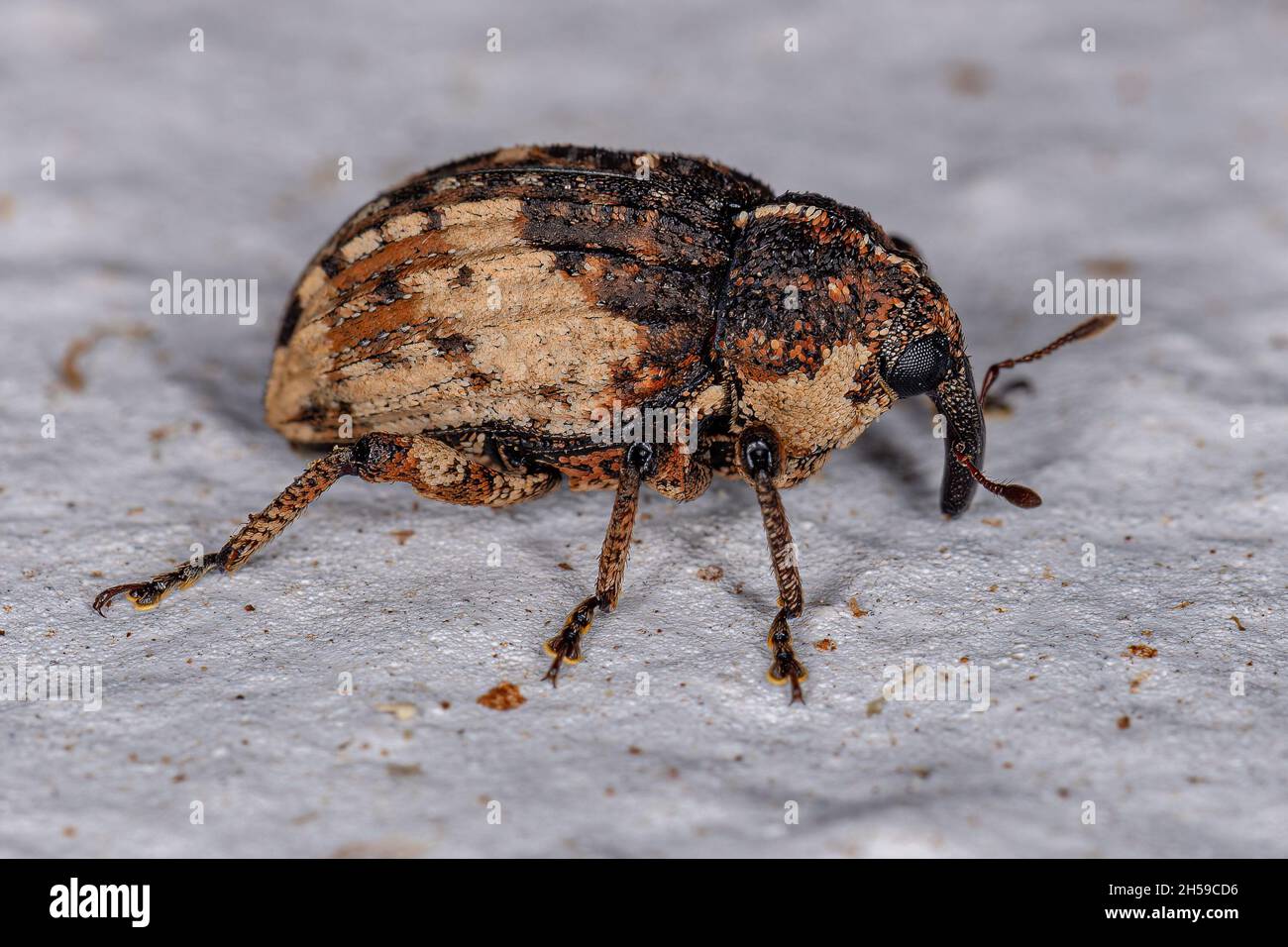 Adult True Weevil of the Family Curculionidae Stock Photo - Alamy