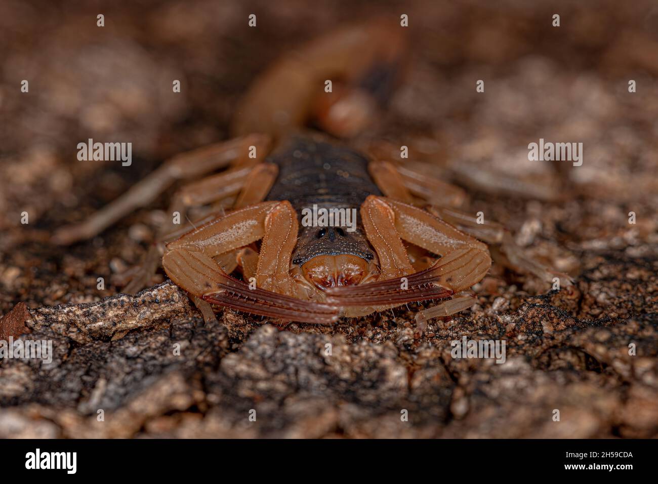 Adult Female Brazilian Yellow Scorpion of the species Tityus serrulatus ...