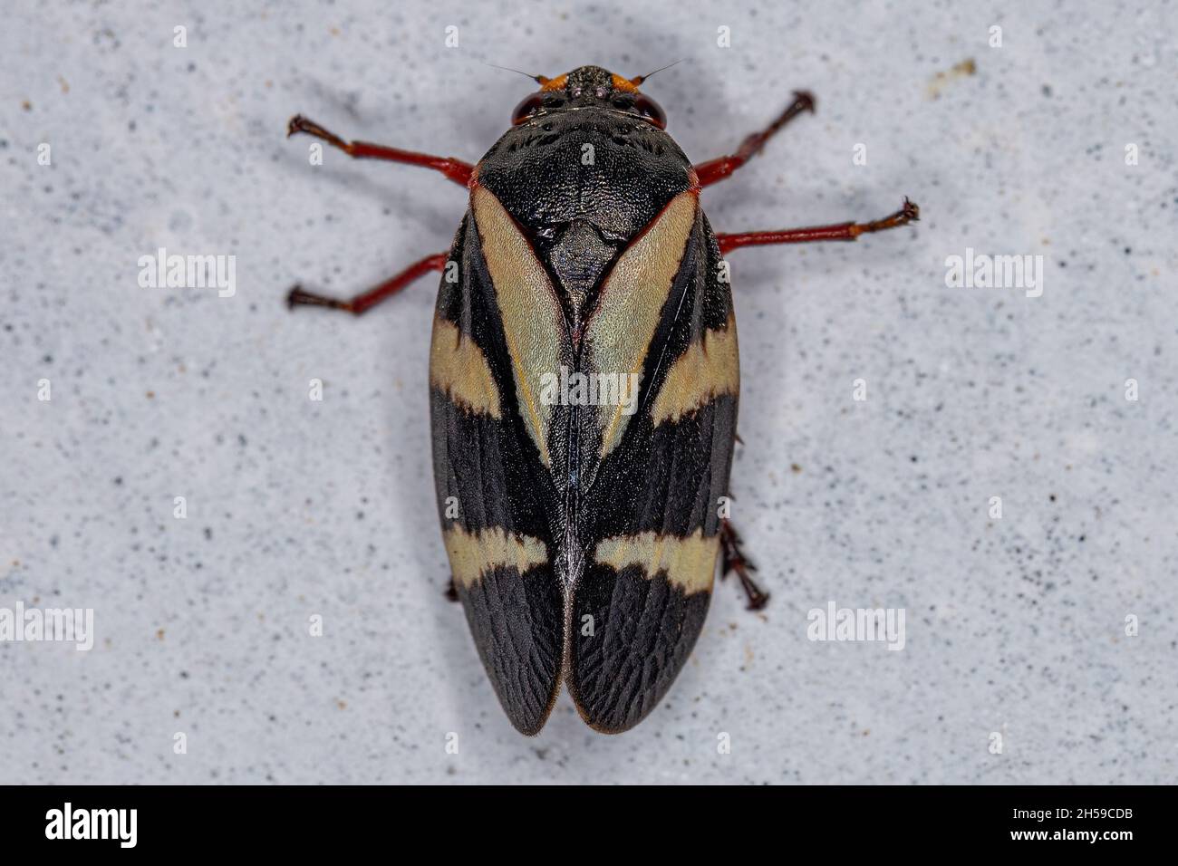 Adult Froghopper Insect of the species Deois flavopicta Stock Photo - Alamy