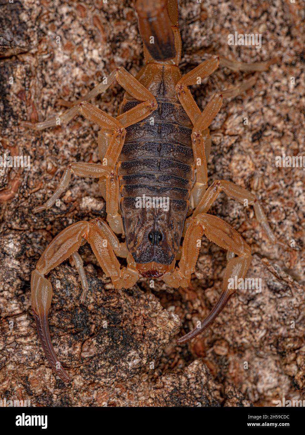 Adult Female Brazilian Yellow Scorpion of the species Tityus serrulatus ...