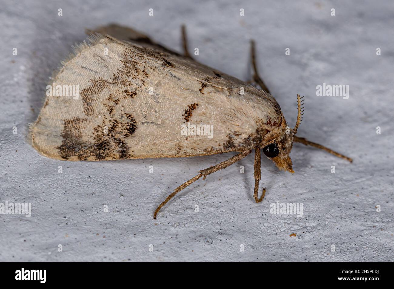 Adult Moth Insect of the order lepidoptera Stock Photo - Alamy
