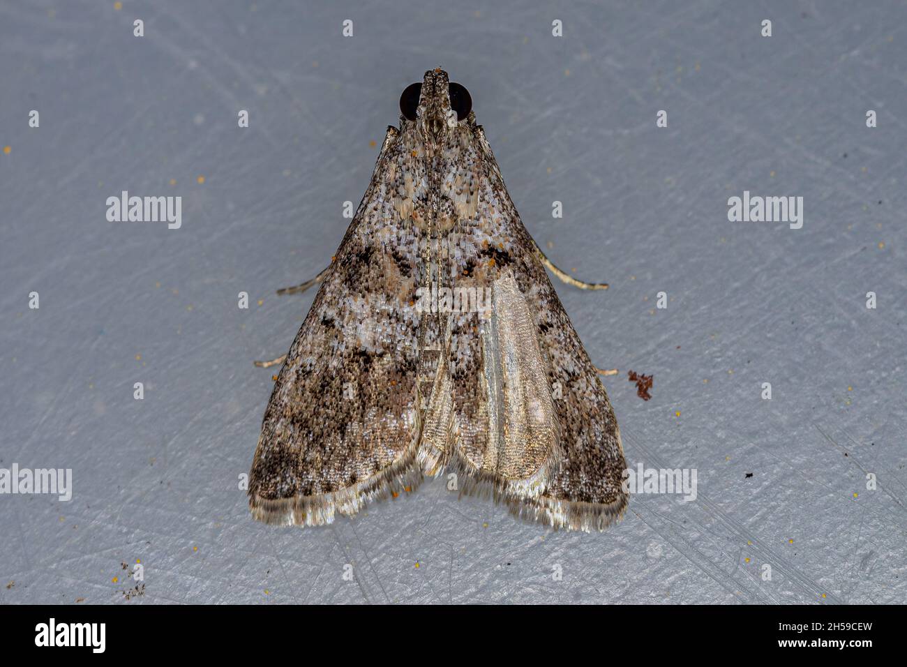 Knot horn moth hi-res stock photography and images - Alamy