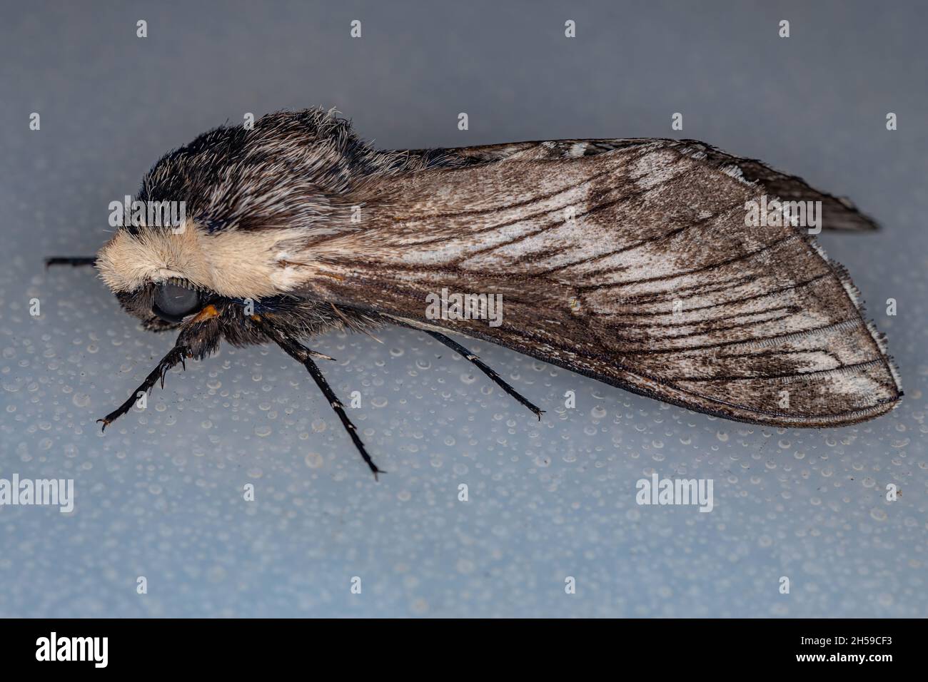 Neogene hi-res stock photography and images - Alamy