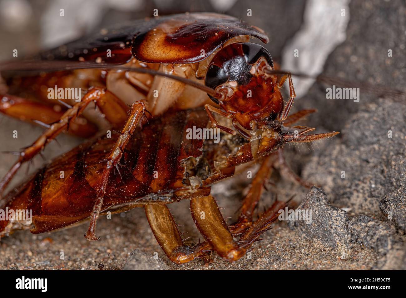 Adult American Cockroach of the species Periplaneta americana ...