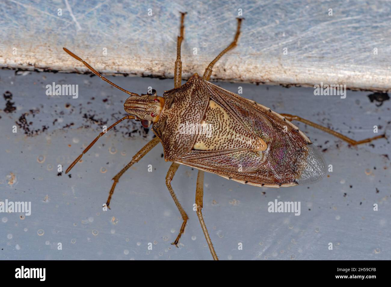 Adult Stink Bug of the Genus Oebalus Stock Photo - Alamy