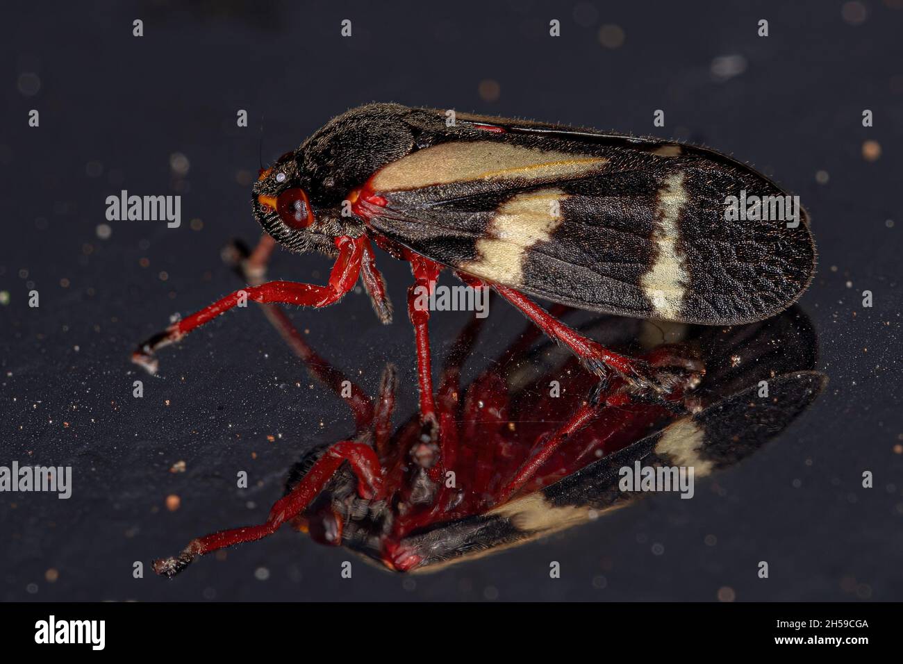 Adult Froghopper Insect of the species Deois flavopicta Stock Photo - Alamy