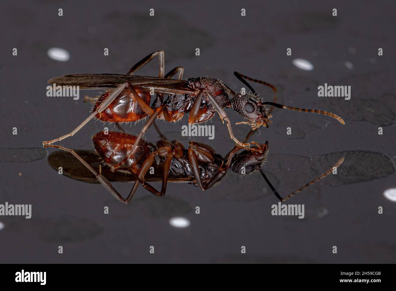 Queen wood ant hi-res stock photography and images - Alamy