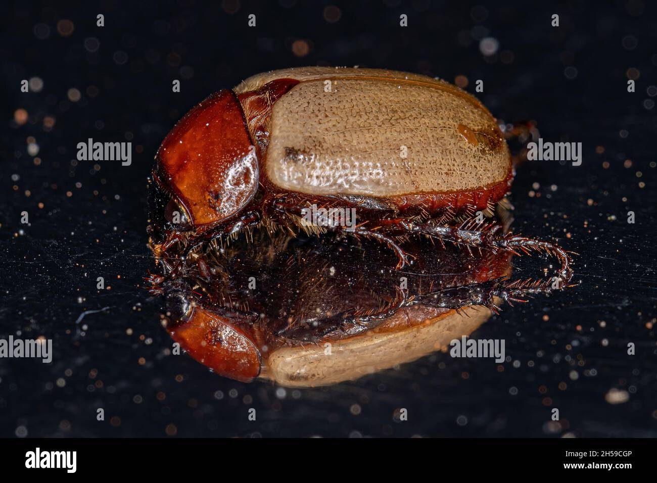 Masked beetle hi-res stock photography and images - Alamy
