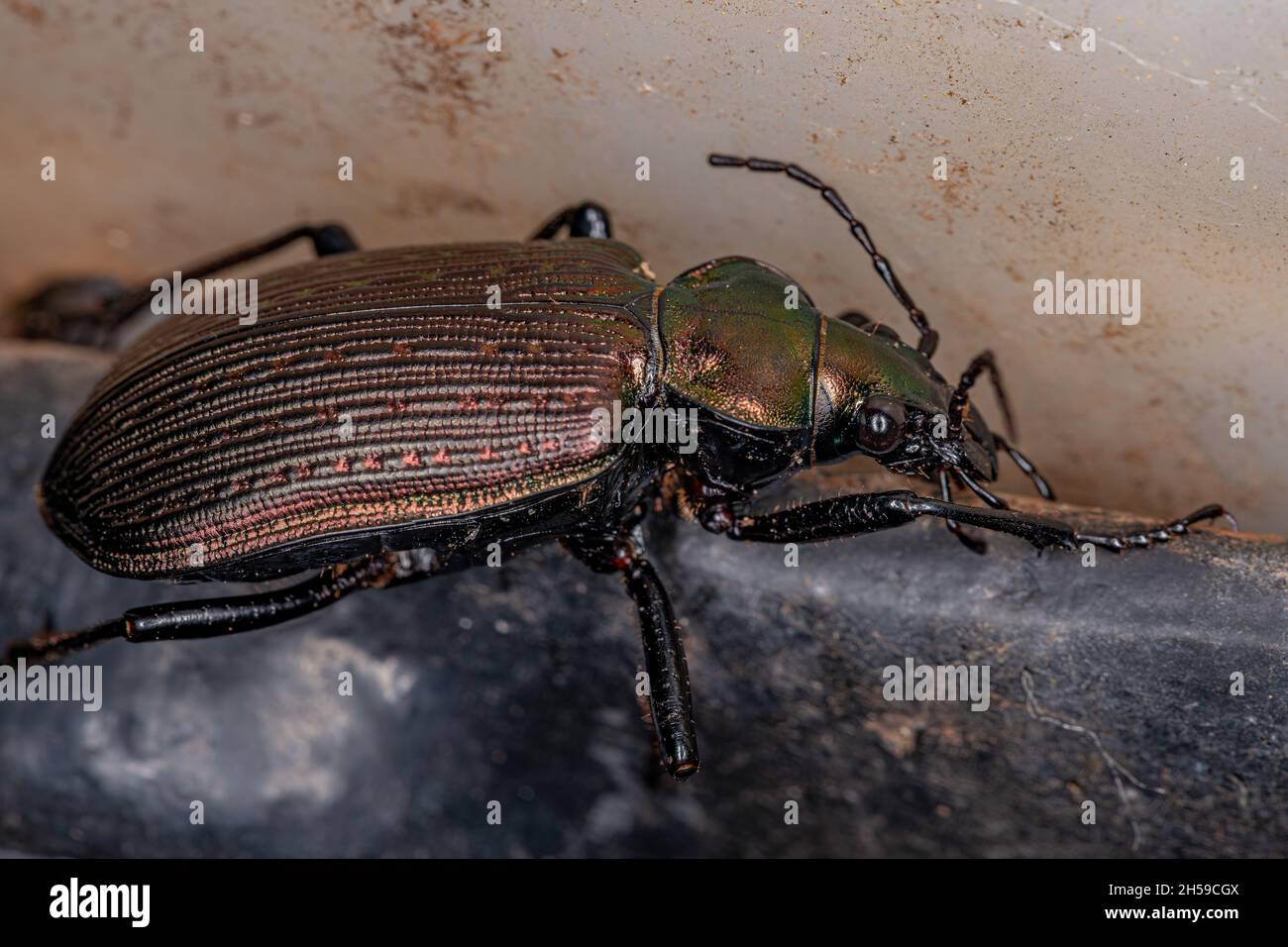 Adult Caterpillar hunter Beetle of the genus calosoma Stock Photo - Alamy