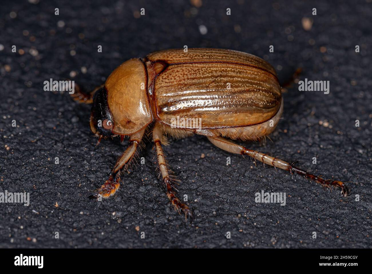 Masked beetle hi-res stock photography and images - Alamy