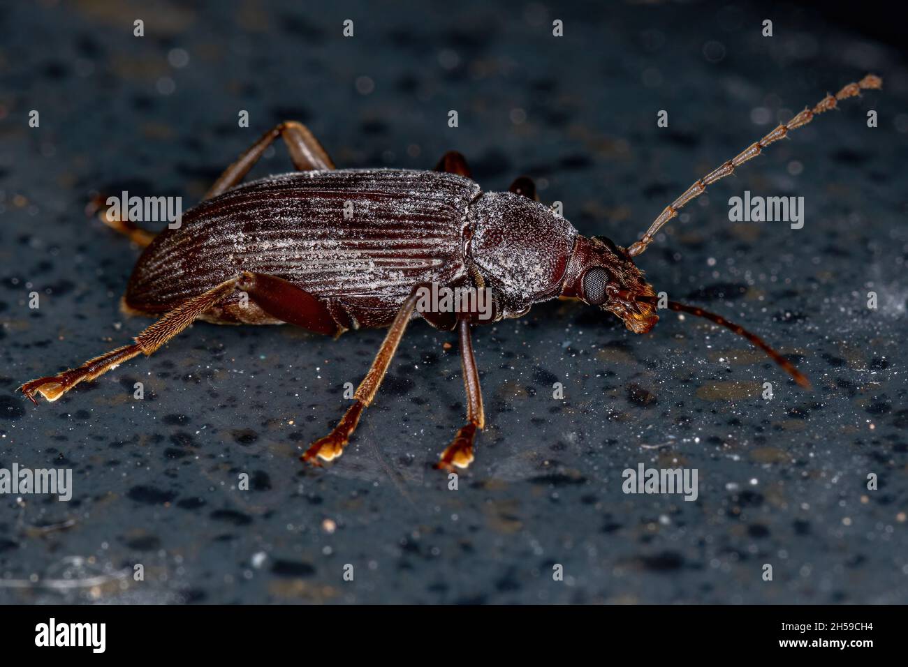 Adult Comb-clawed Darkling Beetle of the Tribe Alleculini Stock Photo ...