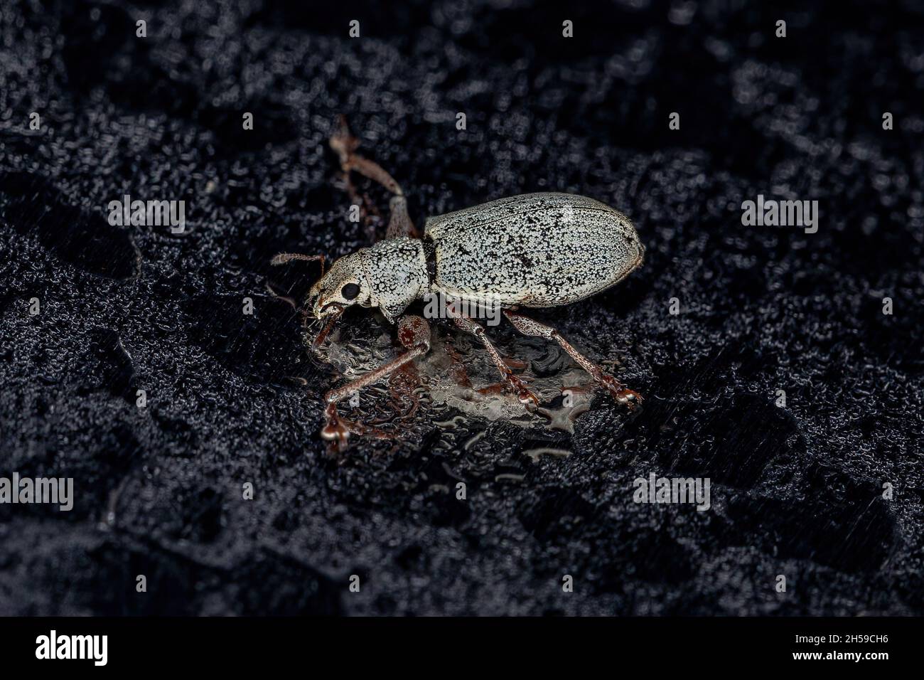 Adult Broad-nosed Weevil of the Subfamily Entiminae Stock Photo - Alamy