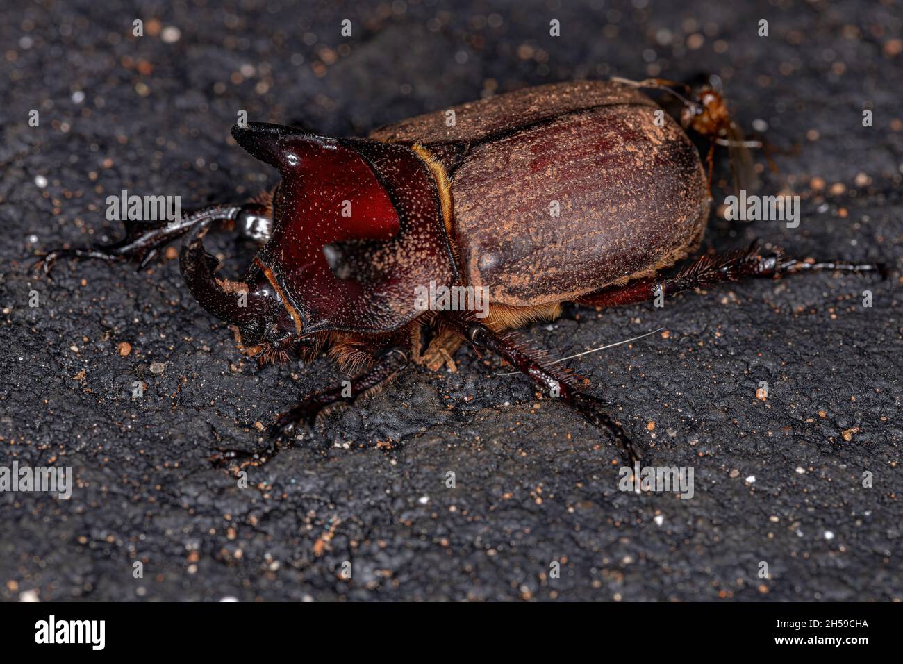 Coelosis bicornis hi-res stock photography and images - Alamy