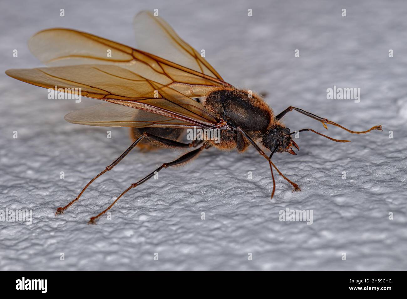 Adult Male Winged Atta Leaf-cutter Ant of the Genus Atta Stock Photo ...