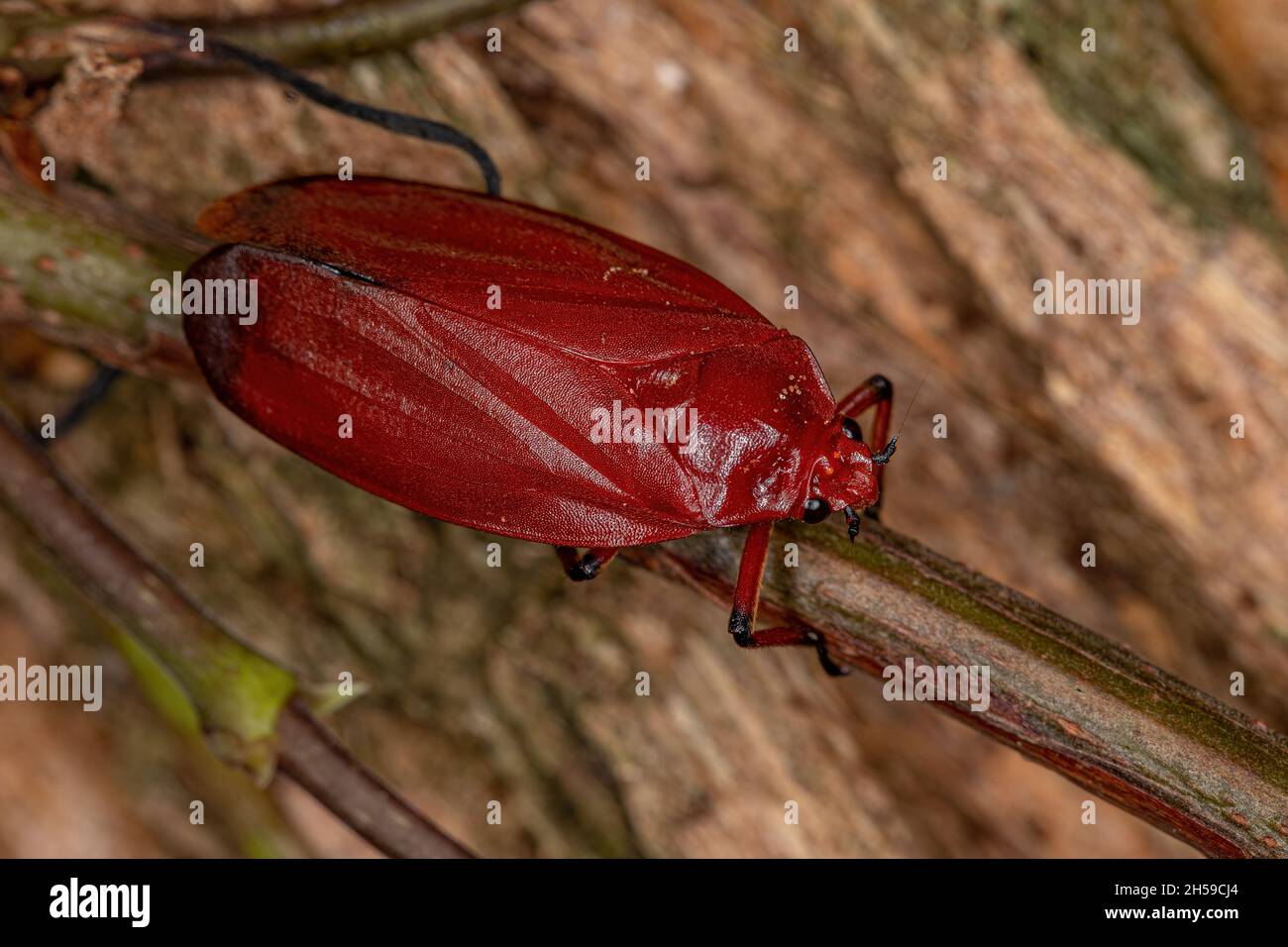 Adult Red Froghopper Insect of the Family Cercopidae Stock Photo - Alamy