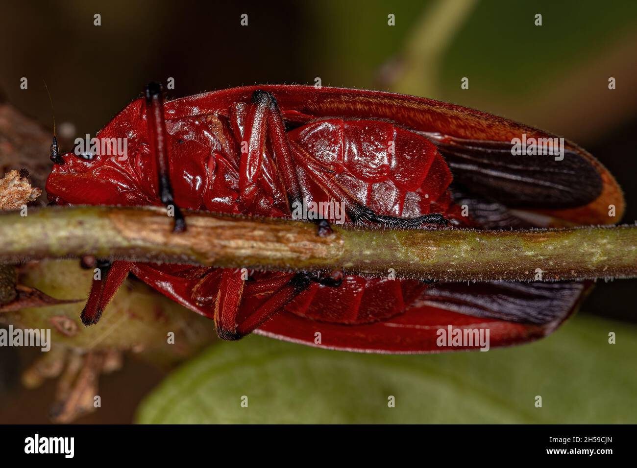 Adult Red Froghopper Insect of the Family Cercopidae Stock Photo - Alamy