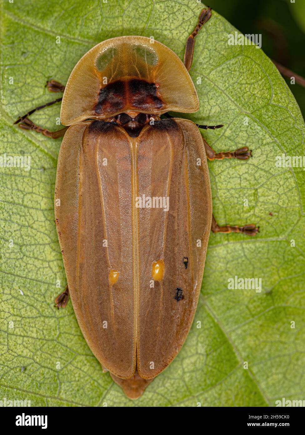 Adult Firefly Beetle of the Tribe Cratomorphini Stock Photo - Alamy