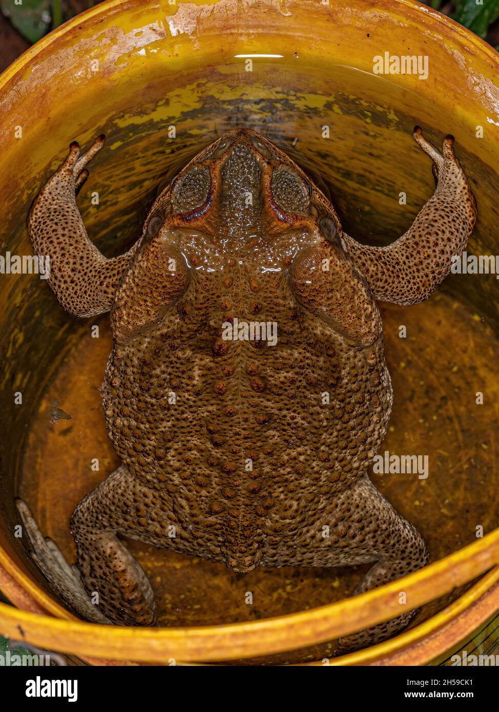 Adult Cururu Toad of the species Rhinella diptycha in a bucket of water ...