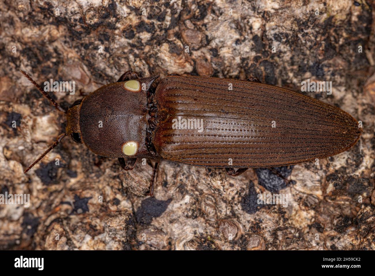 Adult Fire Click Beetle of the Genus Pyrophorus Stock Photo - Alamy