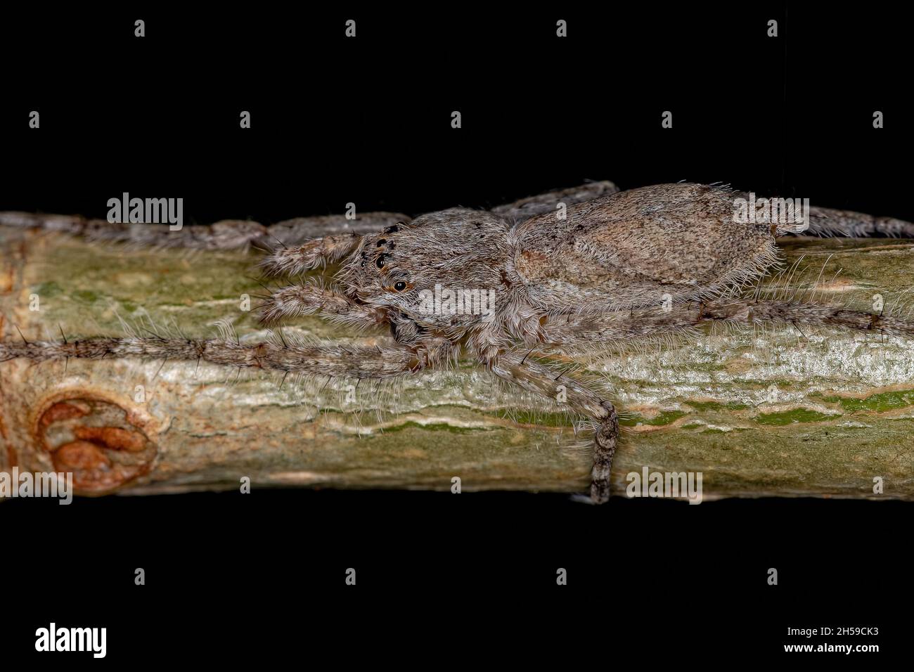 Small Bark Hunter Spider of the Genus Senoculus Stock Photo - Alamy