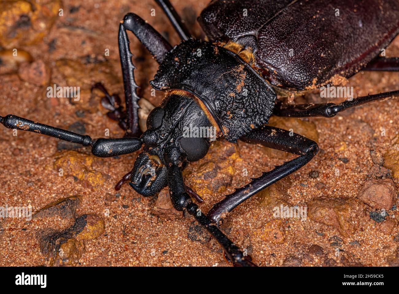 Adult Giant Prionid Beetle of the species Ctenoscelis coeus Stock Photo ...