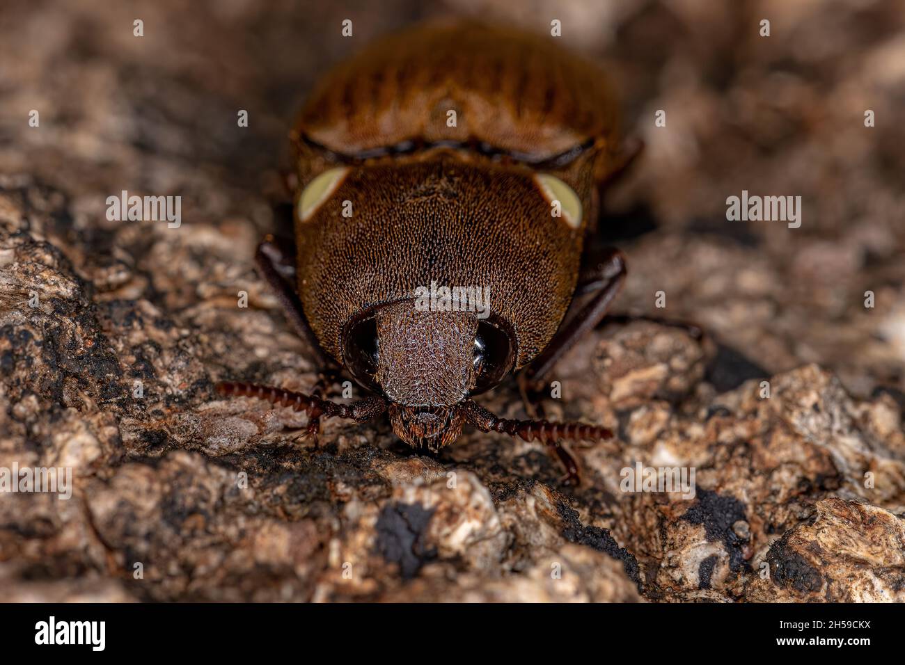 Adult Fire Click Beetle of the Genus Pyrophorus Stock Photo - Alamy