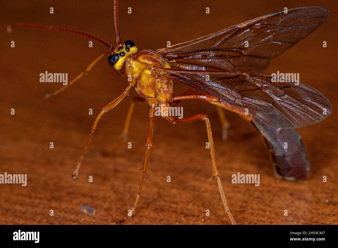 Adult Short-tailed Ichneumonid Wasp of the Subfamily Ophioninae Stock ...