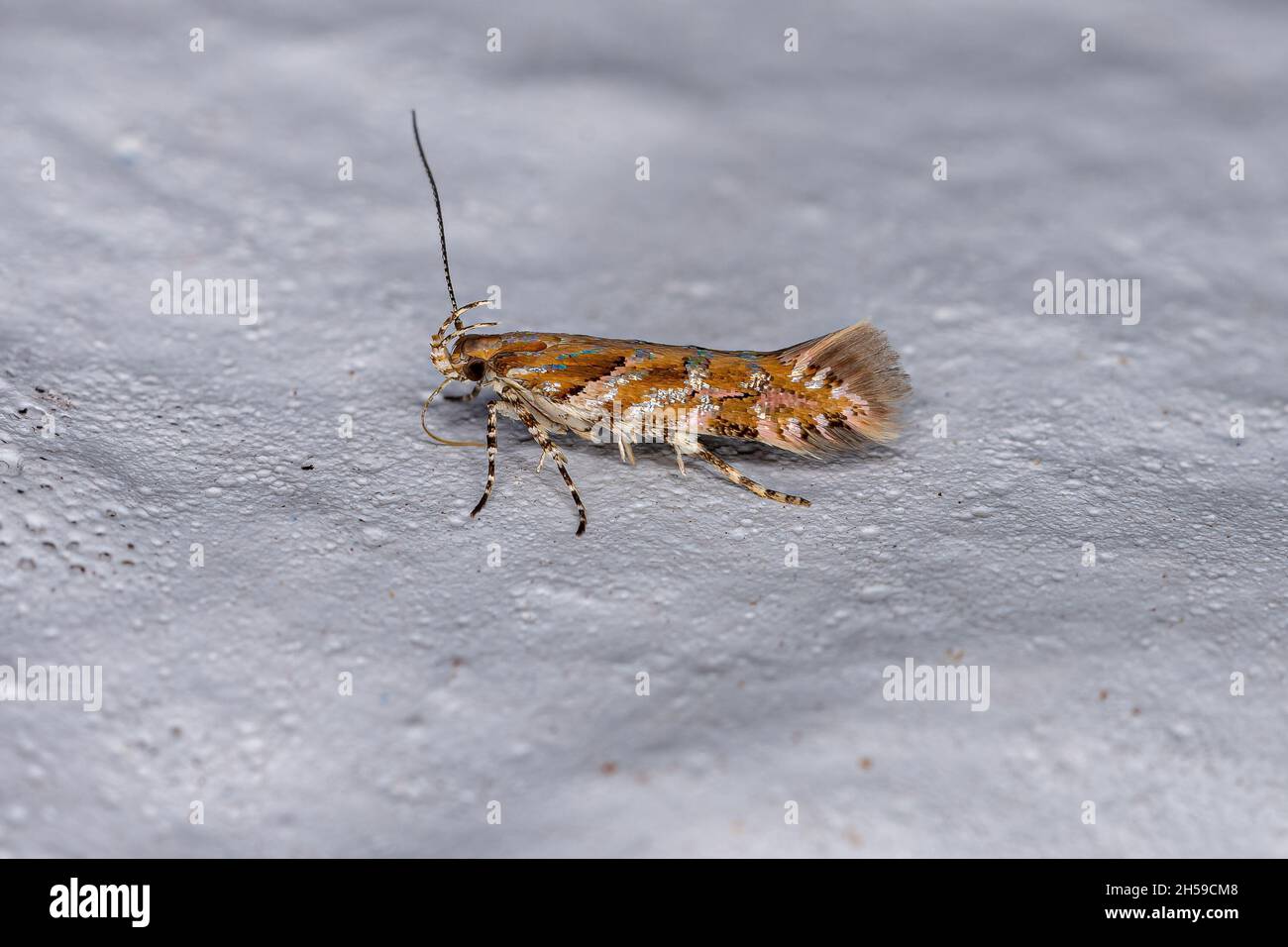 Adult Curved-horn Moth of the Superfamily Gelechioidea Stock Photo - Alamy