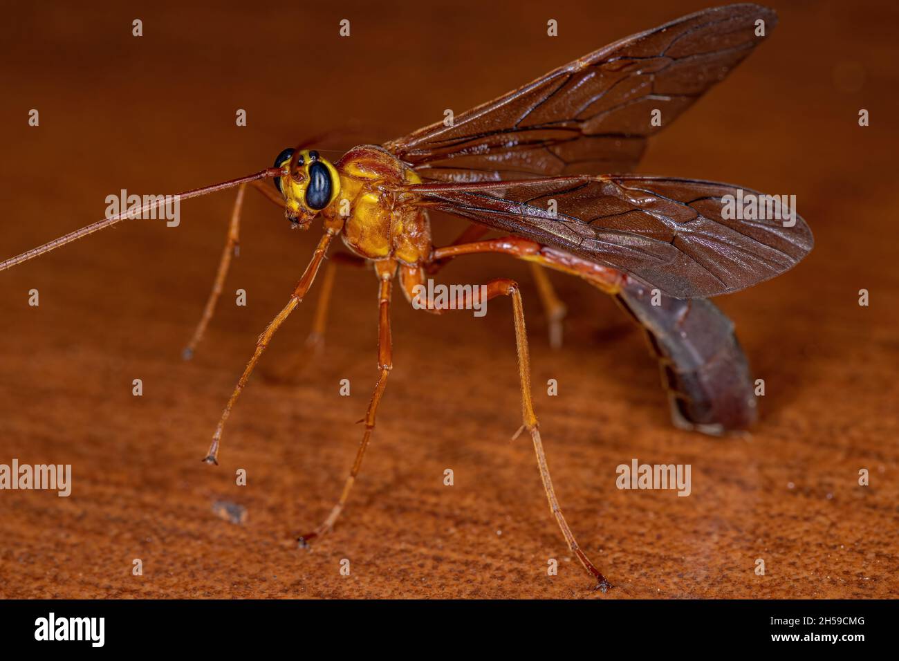 Adult Short-tailed Ichneumonid Wasp of the Subfamily Ophioninae Stock ...