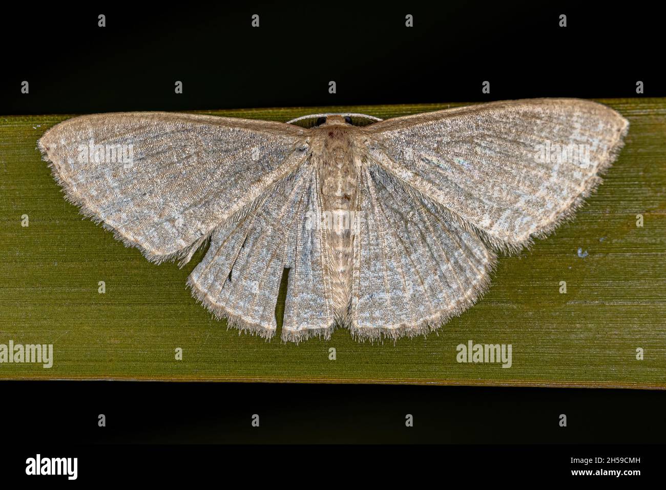 Adult Geometer Moth of the Family Geometridae Stock Photo - Alamy
