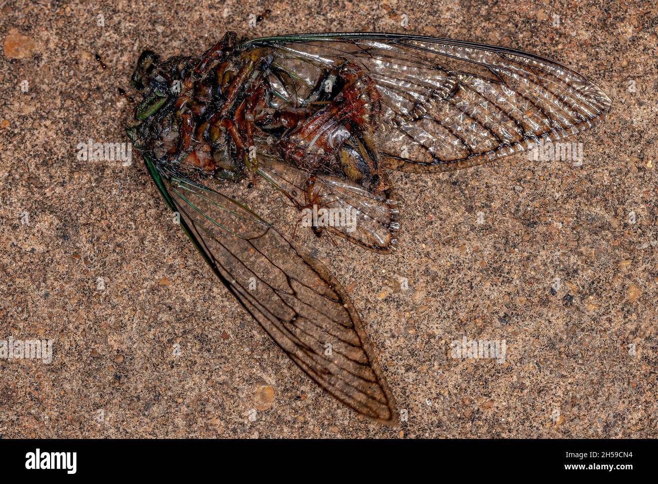 Dead Adult Cicada Insect of the Genus Fidicina Stock Photo - Alamy
