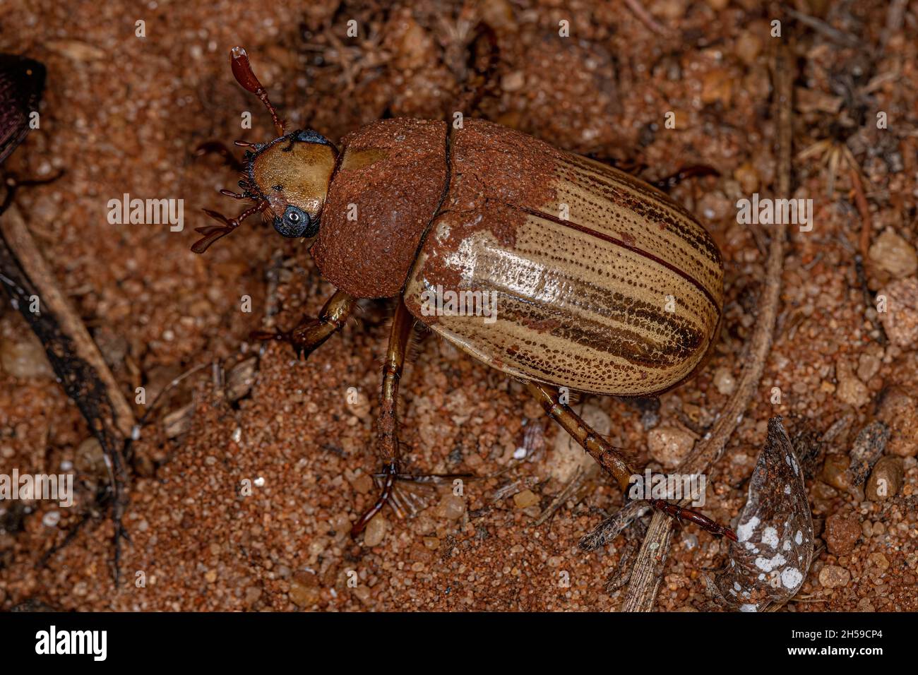Scarabaeidae genus hi-res stock photography and images - Alamy