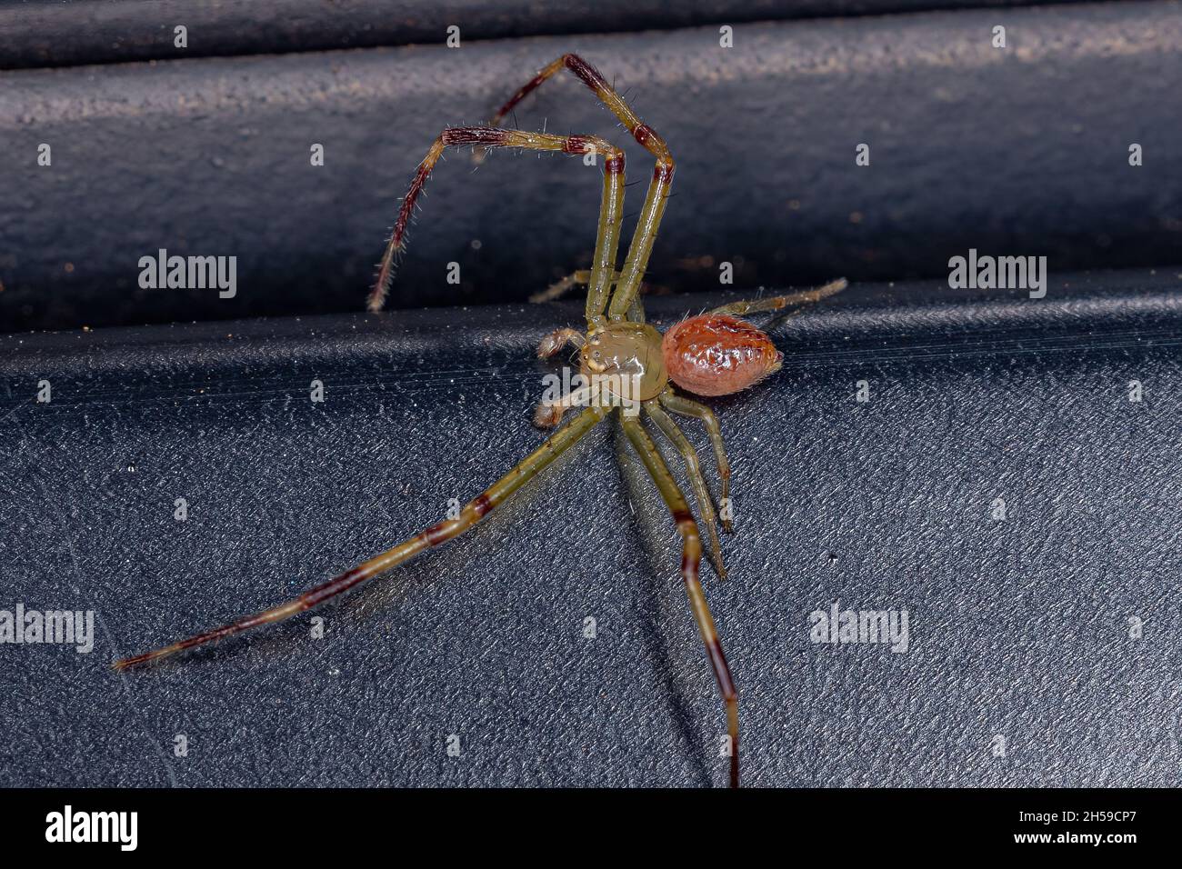 Adult Male Crab Spider of the Family Thomisidae Stock Photo - Alamy