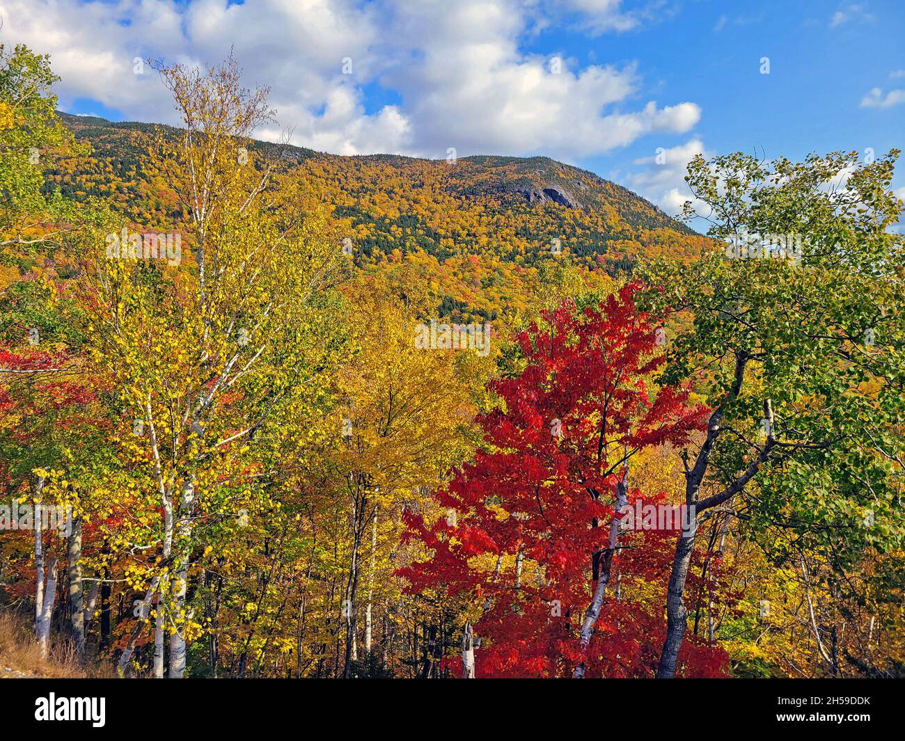 U s national forest hi-res stock photography and images - Alamy