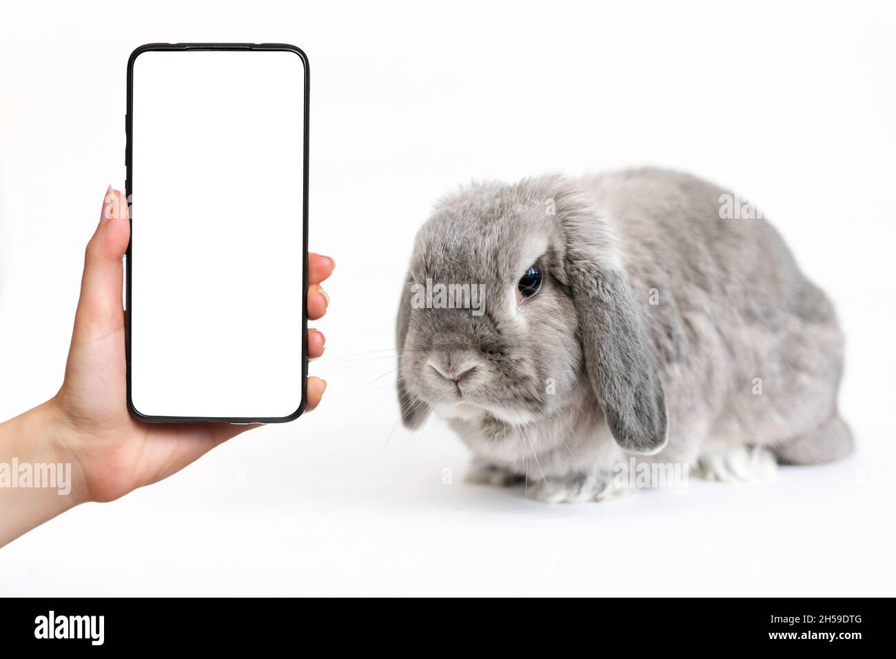 Decorative gray lop-eared rabbit on a white background. Female's hand ...