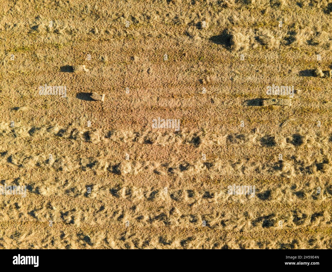 Aerial view of pangola grass in field. animal feed Stock Photo - Alamy