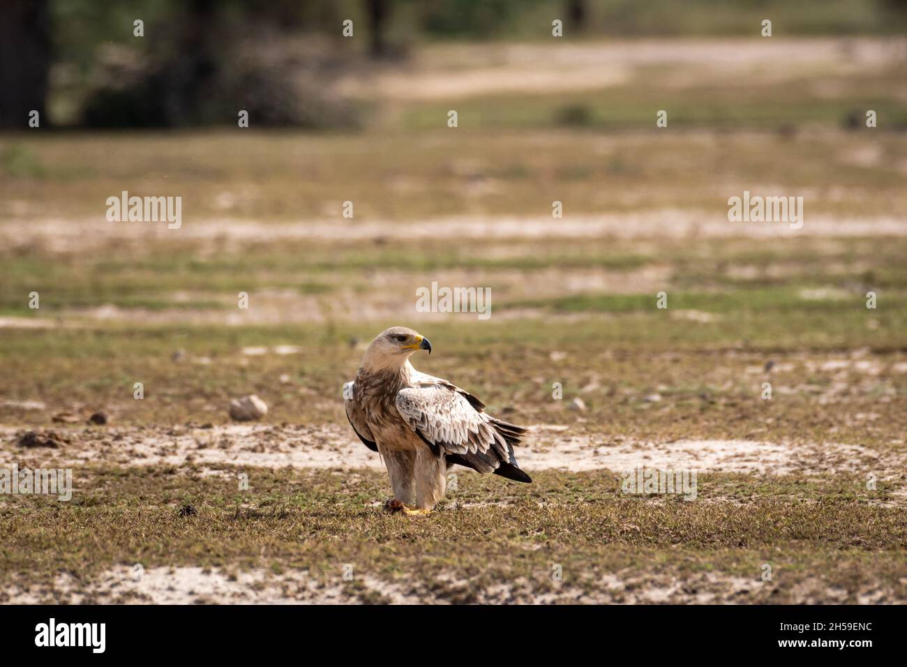 Tawny eagle or Aquila rapax on ground in open field at tal chhapar ...