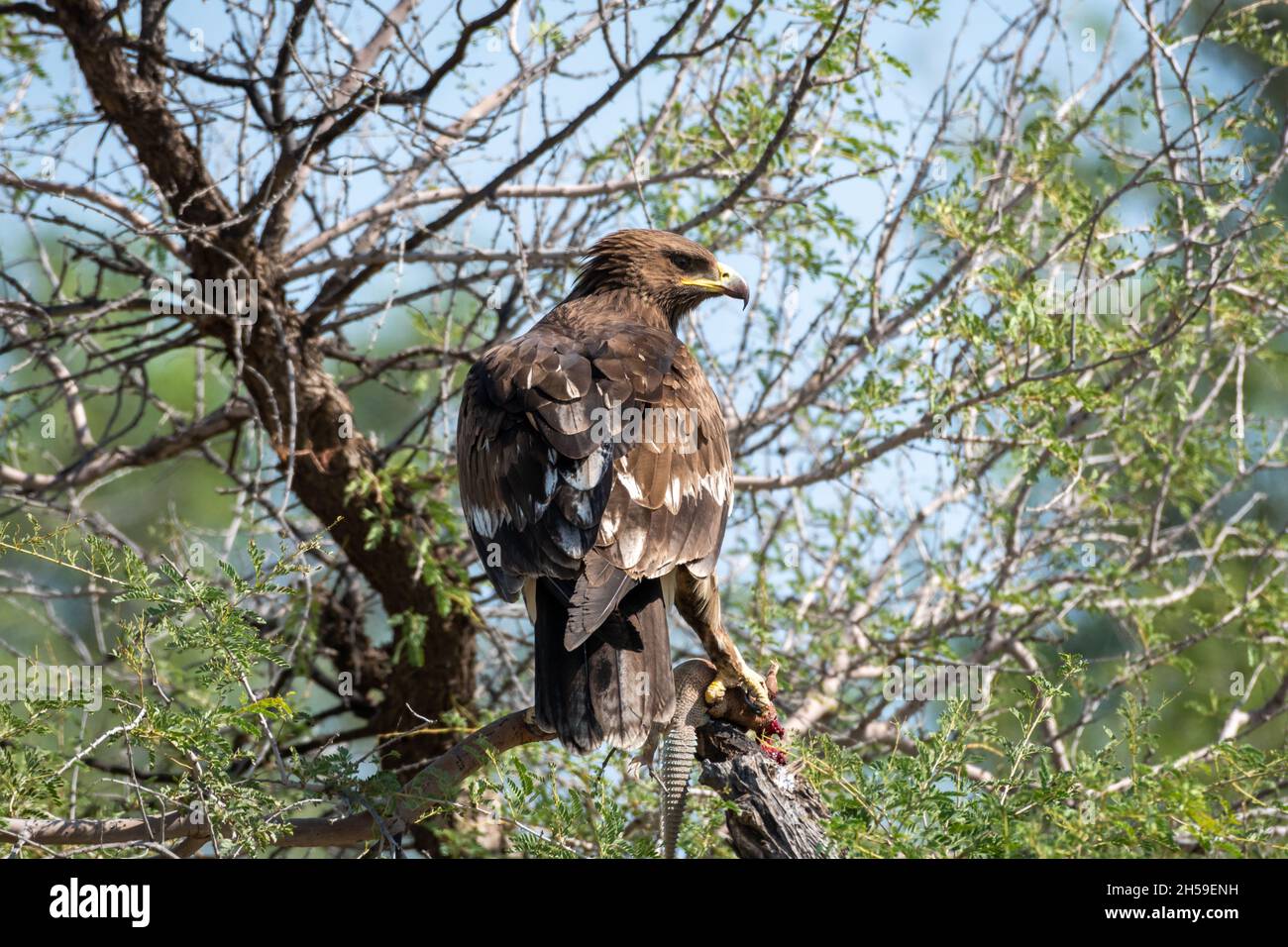 Greater spotted eagle or spotted eagle or Clanga clanga portrait with a ...