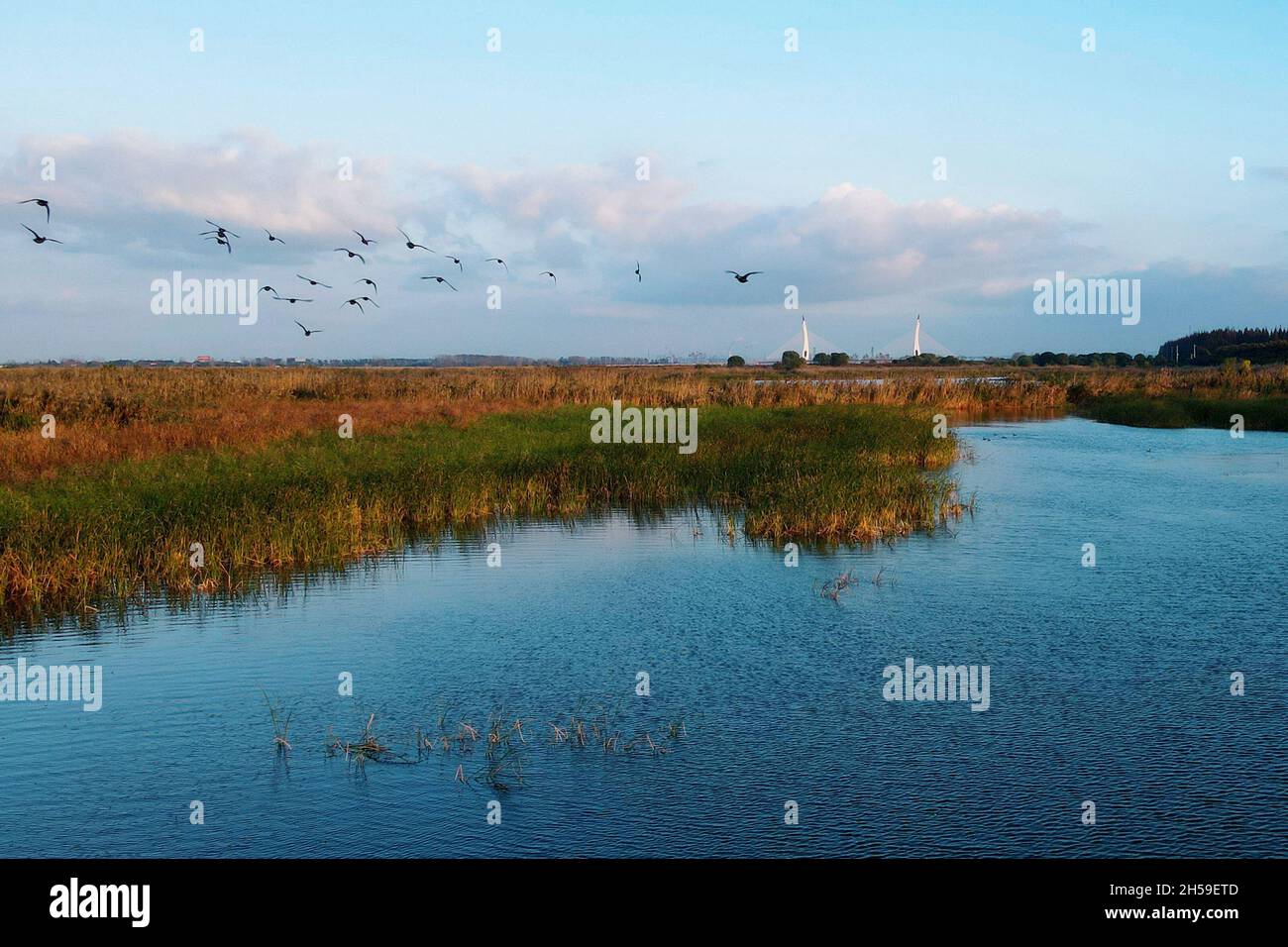 RUGAO, CHINA - NOVEMBER 6, 2021 - A flock of migratory birds fly over ...