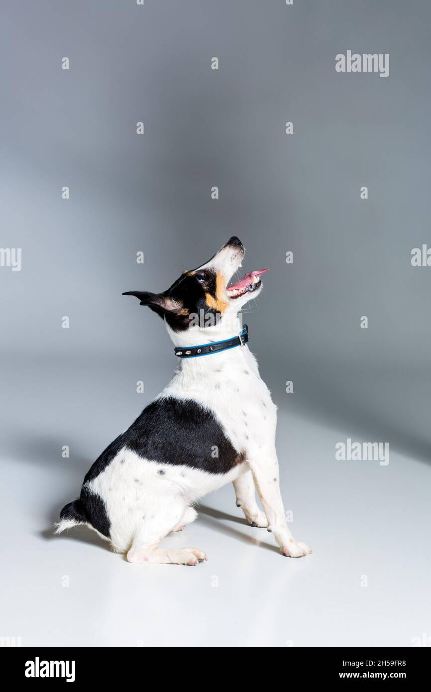 Fox terrier posing in studio on grey background Stock Photo - Alamy