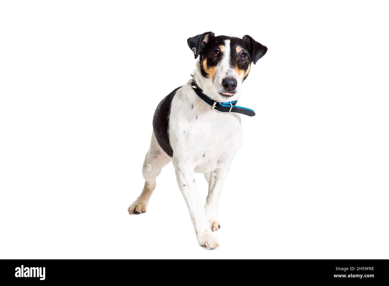 Portrait of a purebred smooth fox terrier white background Stock Photo ...