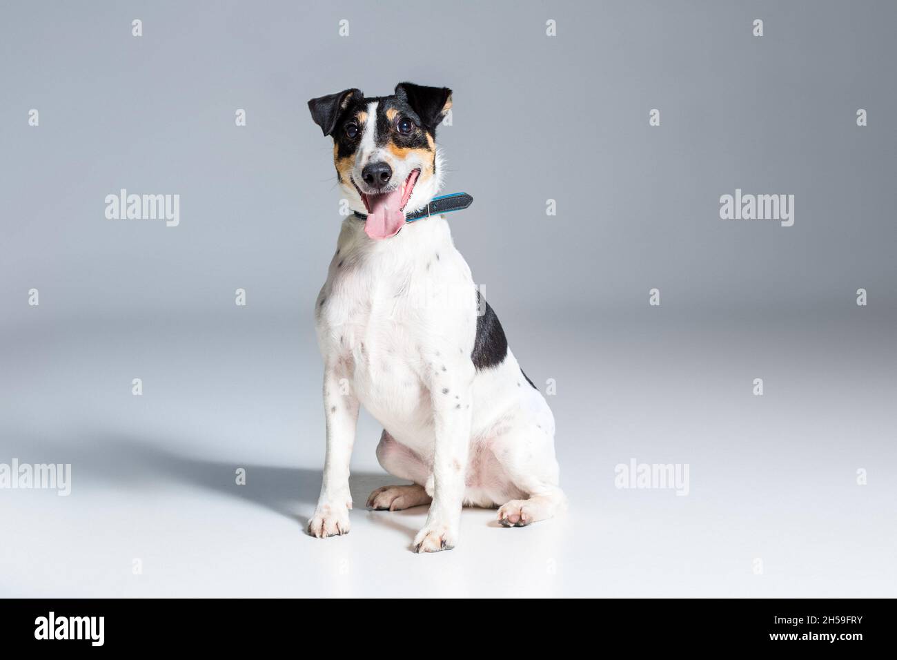 Fox terrier posing in studio on grey background Stock Photo - Alamy