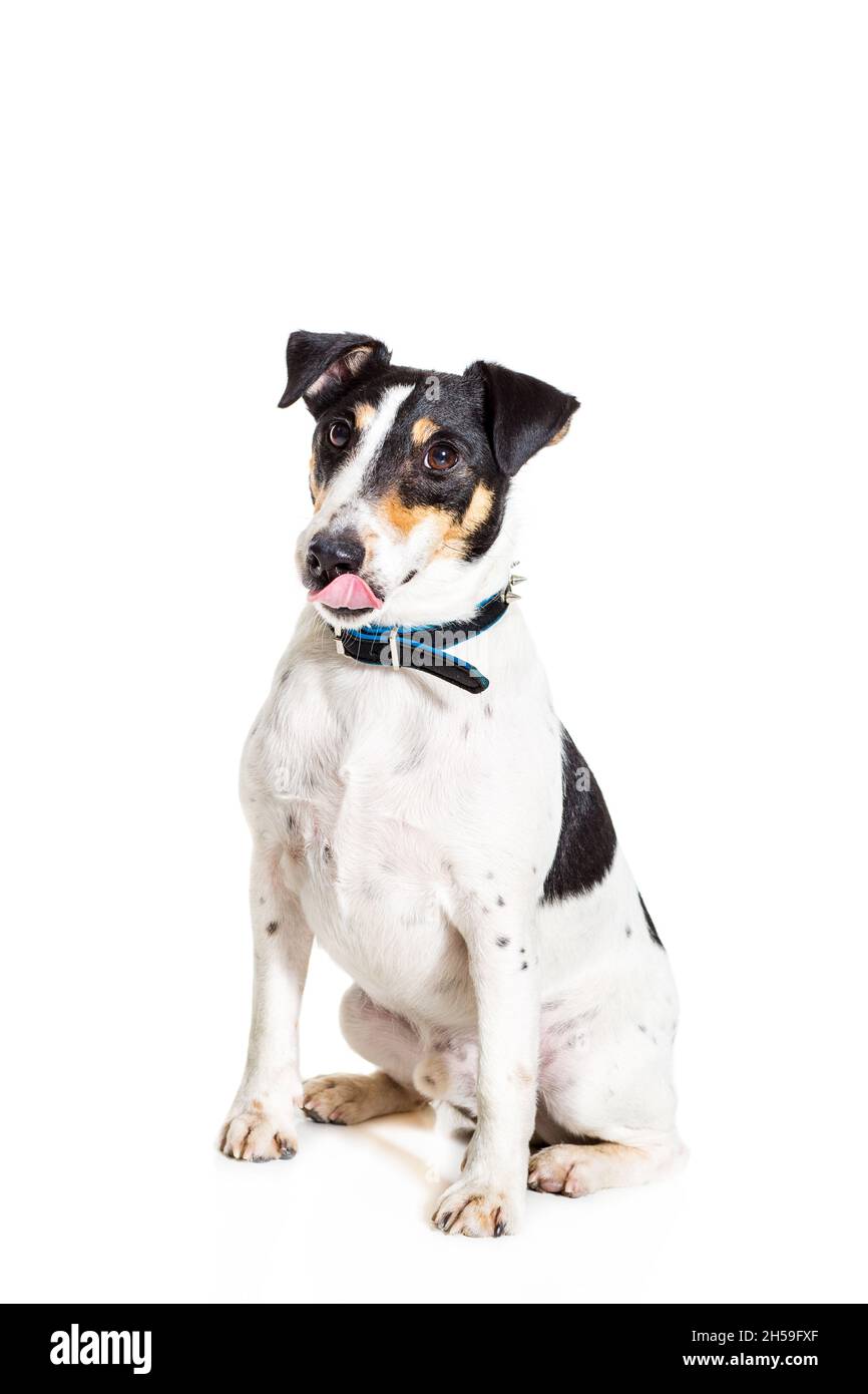 Fox terrier posing in studio on white background. isolated Stock Photo ...
