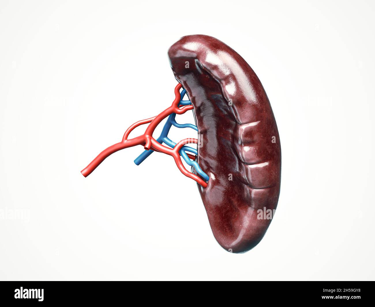 Anatomically accurate 3d illustration of human internal organ spleen ...