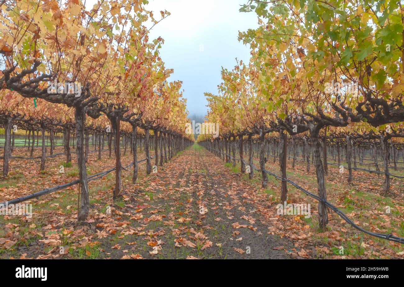 Low view at grapevines in their fall foliage, Napa Valley, California ...