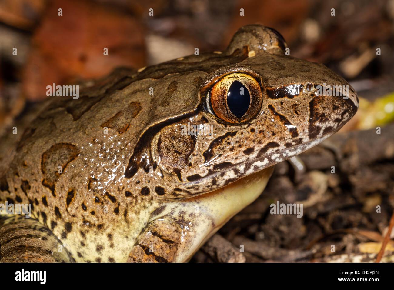 Australian Endangered Giant Barred Frog Stock Photo - Alamy